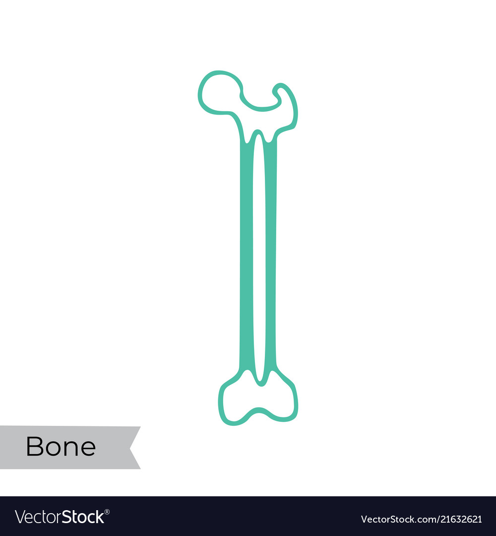 Bone marrow Royalty Free Vector Image - VectorStock