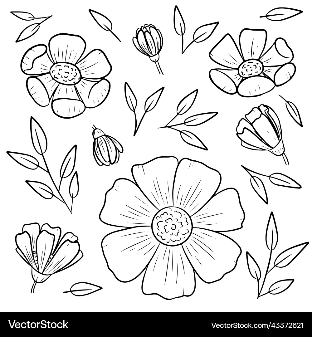 Collection of flower sketch graphic elements Vector Image