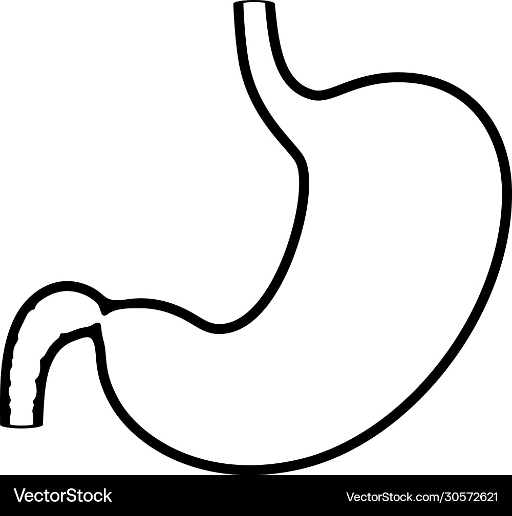 Isolated stomach Royalty Free Vector Image - VectorStock