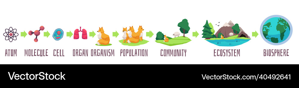Hierarchy of biological life from simple cell Vector Image