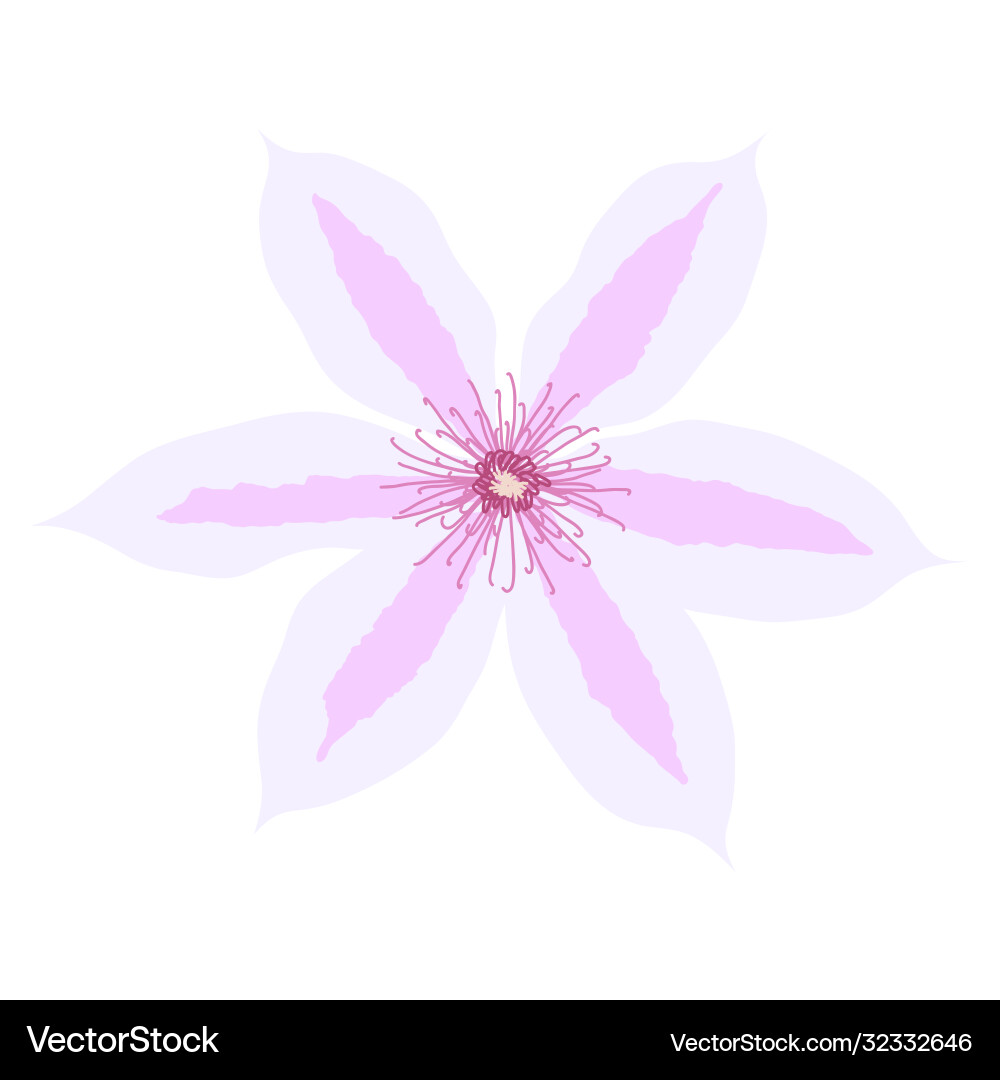 Beautiful clematis flower on white background Vector Image