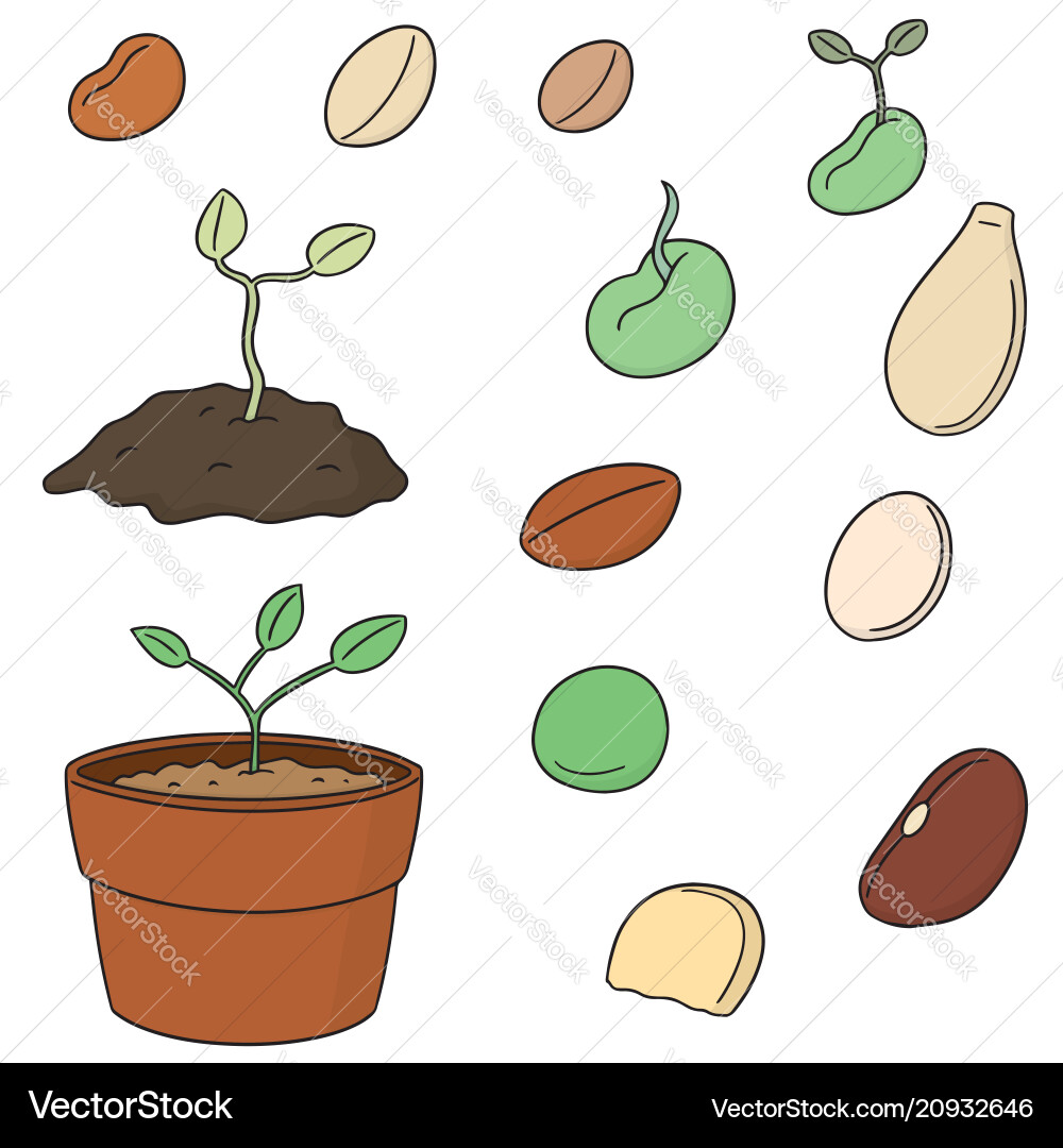 Set of plant seed Royalty Free Vector Image - VectorStock