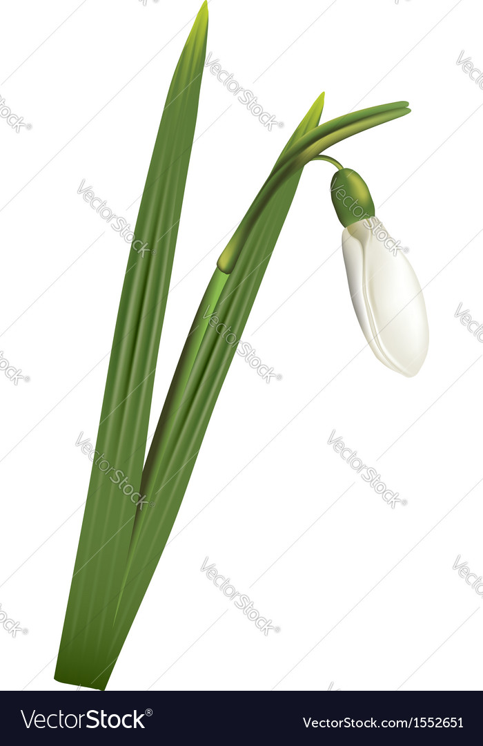Snowdrop Royalty Free Vector Image - VectorStock Snowdrop Royalty Free Vector Image - VectorStock
