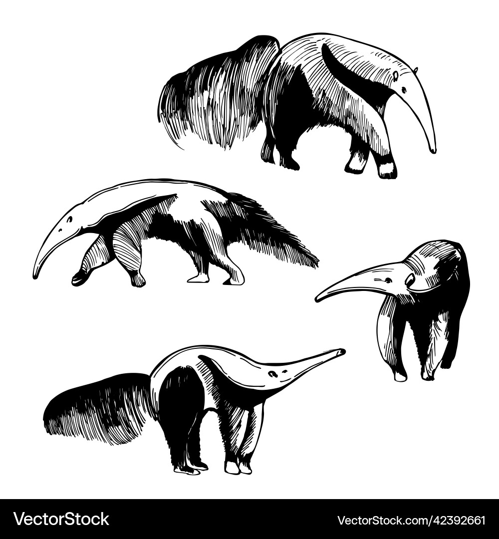 Giant anteater sketch Royalty Free Vector Image