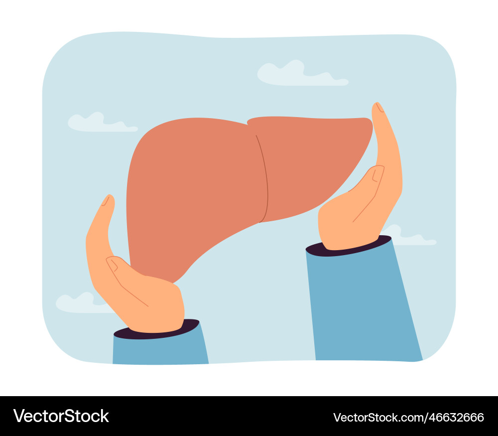 Hands holding liver Royalty Free Vector Image - VectorStock