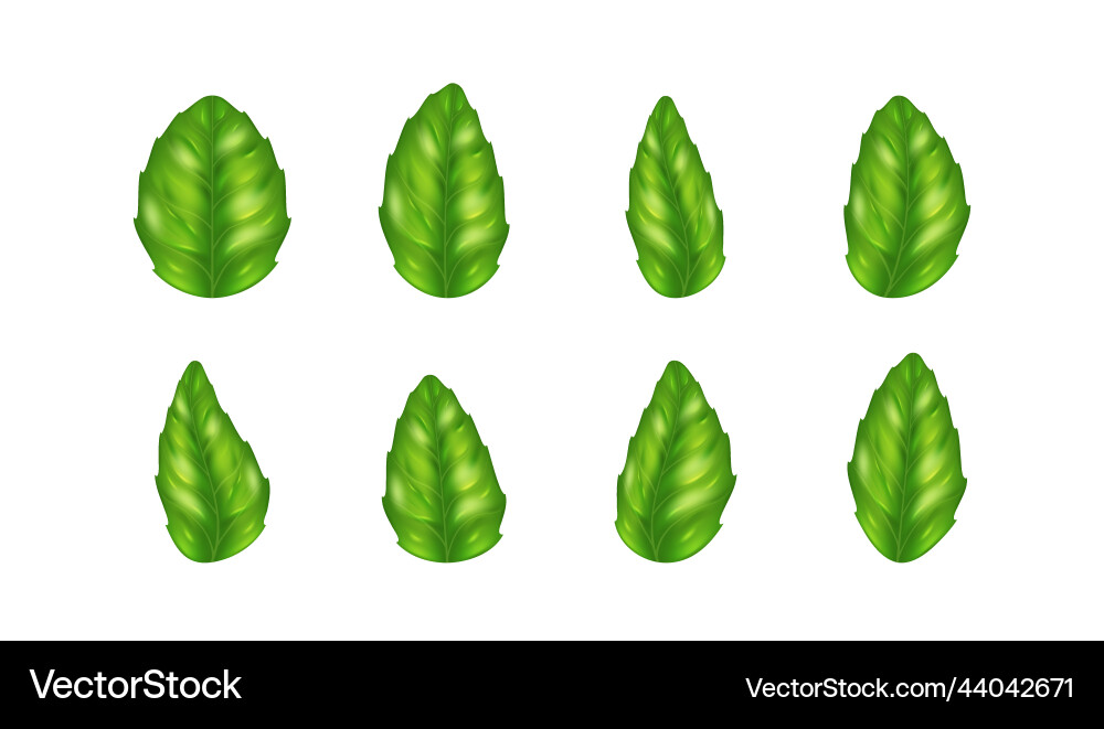 Realistic fresh basil leaves separate set of herb Vector Image