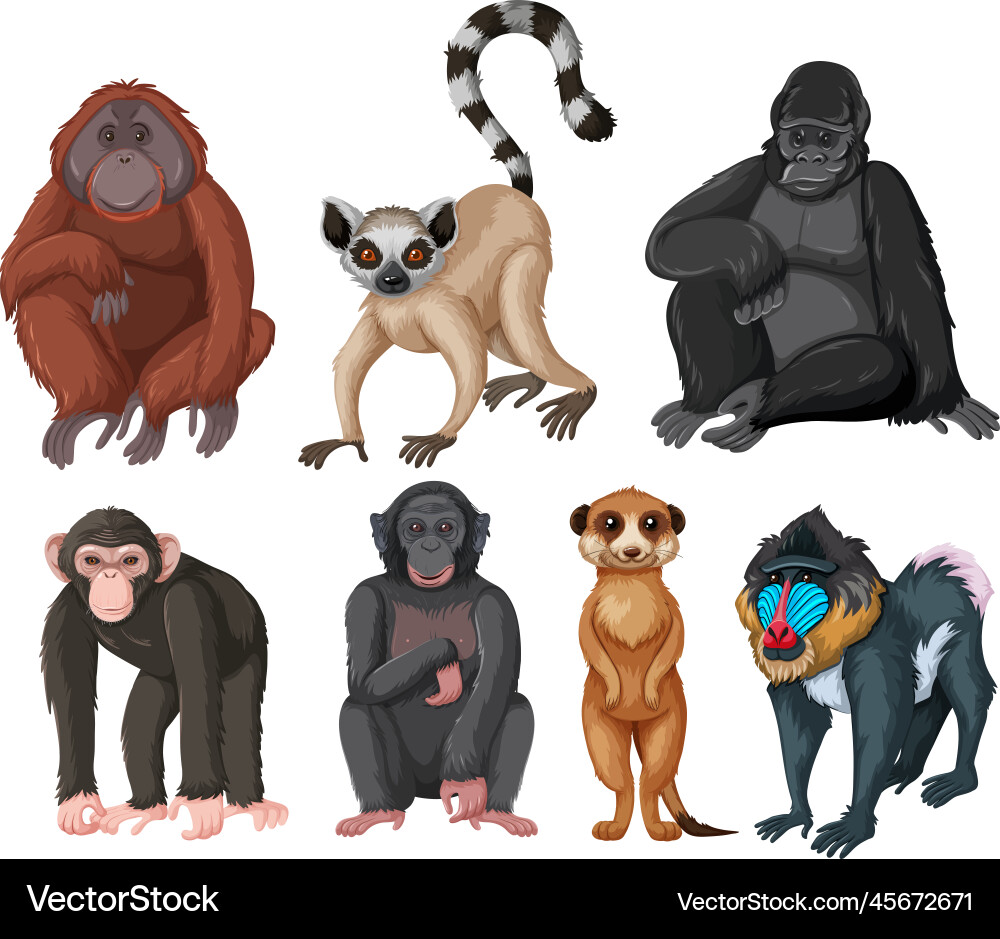 Set of ape animals Royalty Free Vector Image - VectorStock