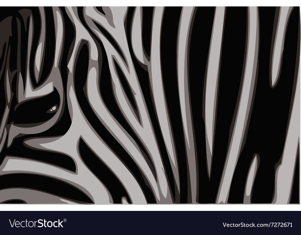 Zebra Royalty Free Vector Image - VectorStock