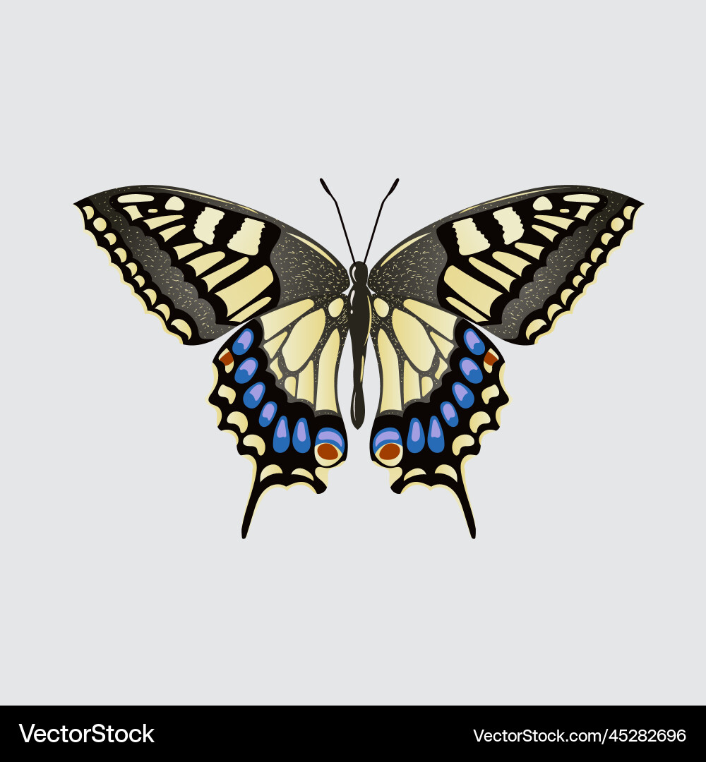 Beautiful colorful butterfly Royalty Free Vector Image