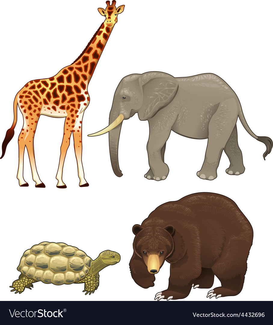 Wild animals Royalty Free Vector Image - VectorStock