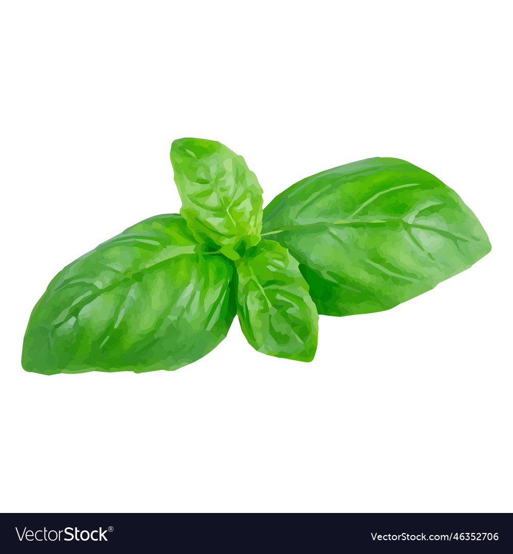 Basil herb Royalty Free Vector Image - VectorStock