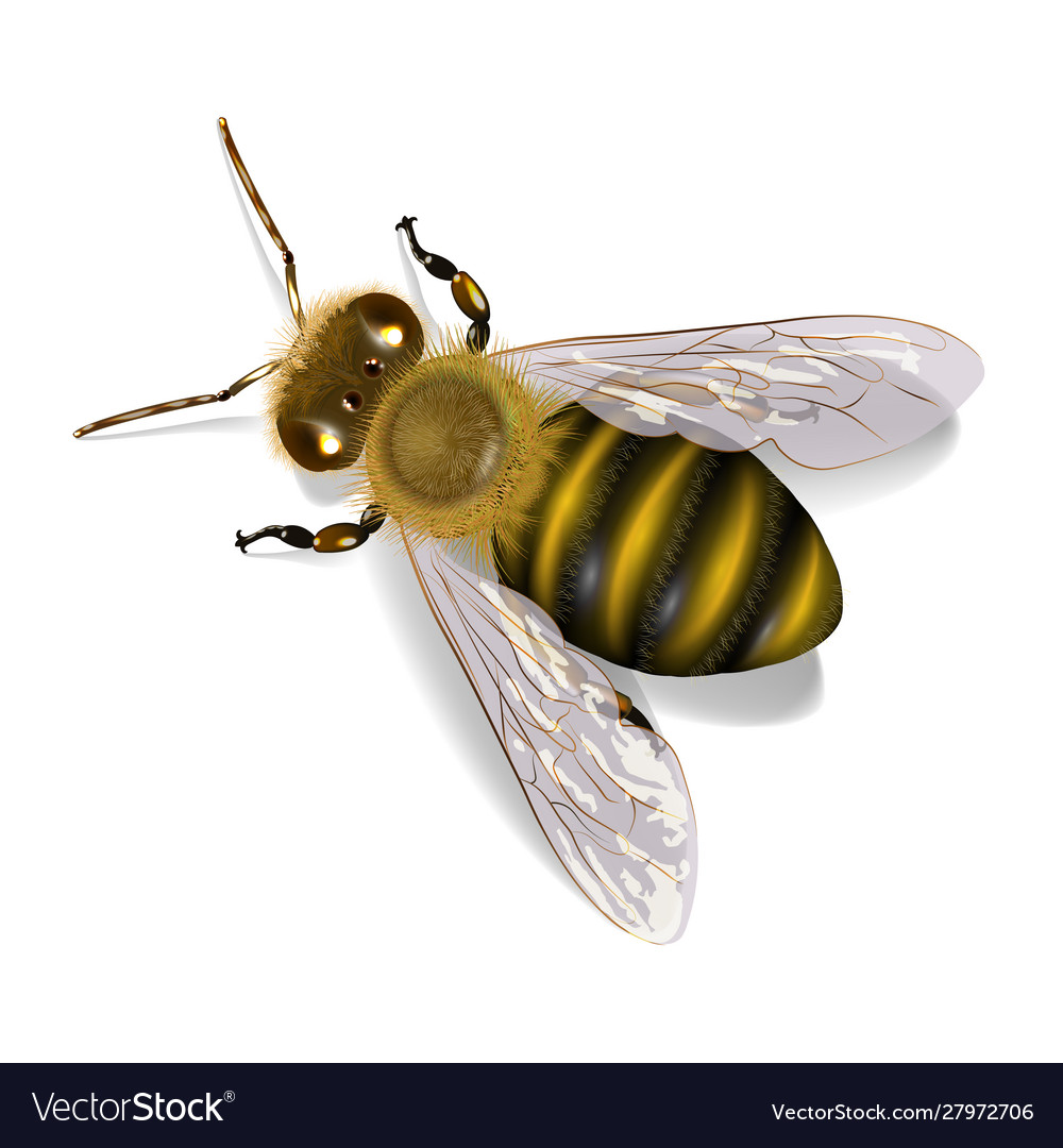 Bee Royalty Free Vector Image - VectorStock