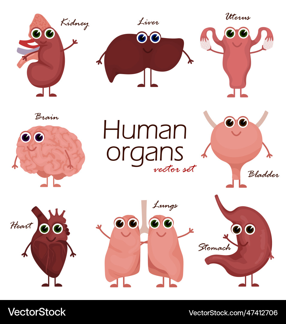 Cartoon human organs Royalty Free Vector Image