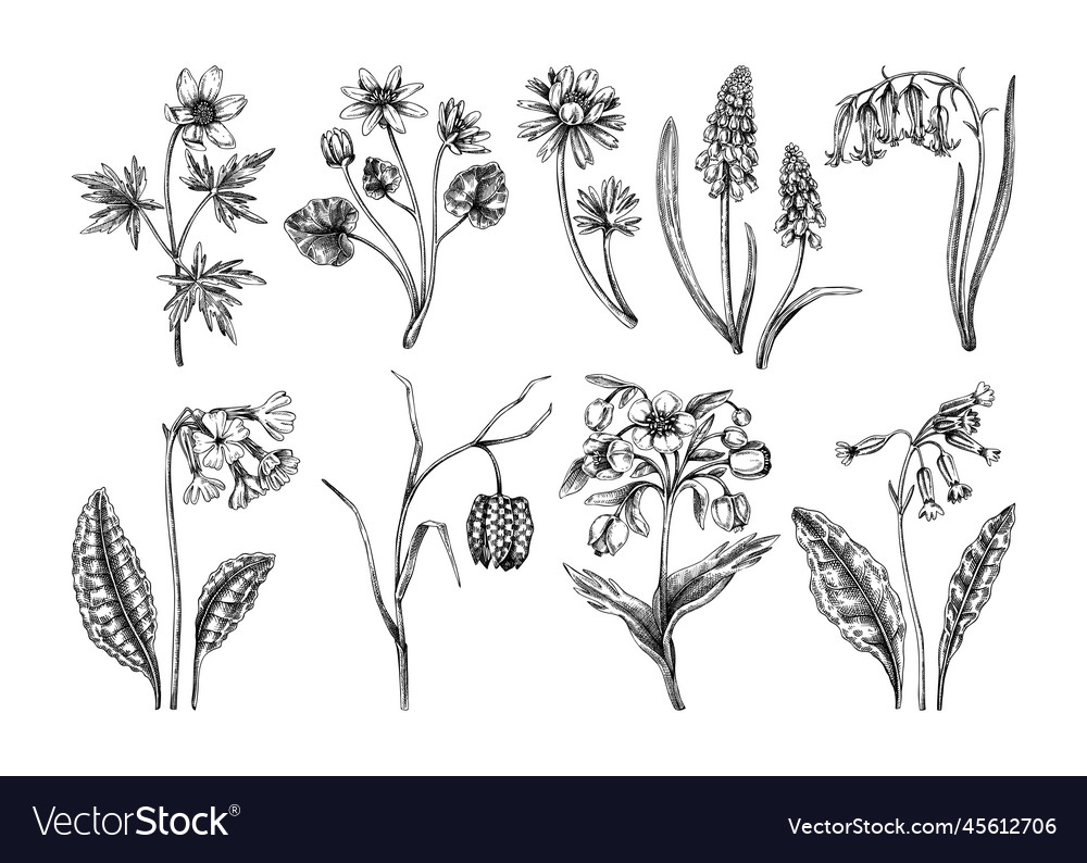 Spring flower sketches hand-drawn botanical set Vector Image