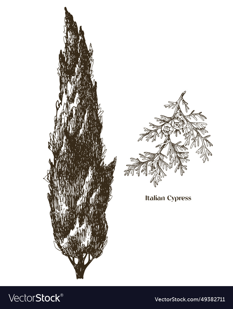 Italian cypress tree with branch Royalty Free Vector Image