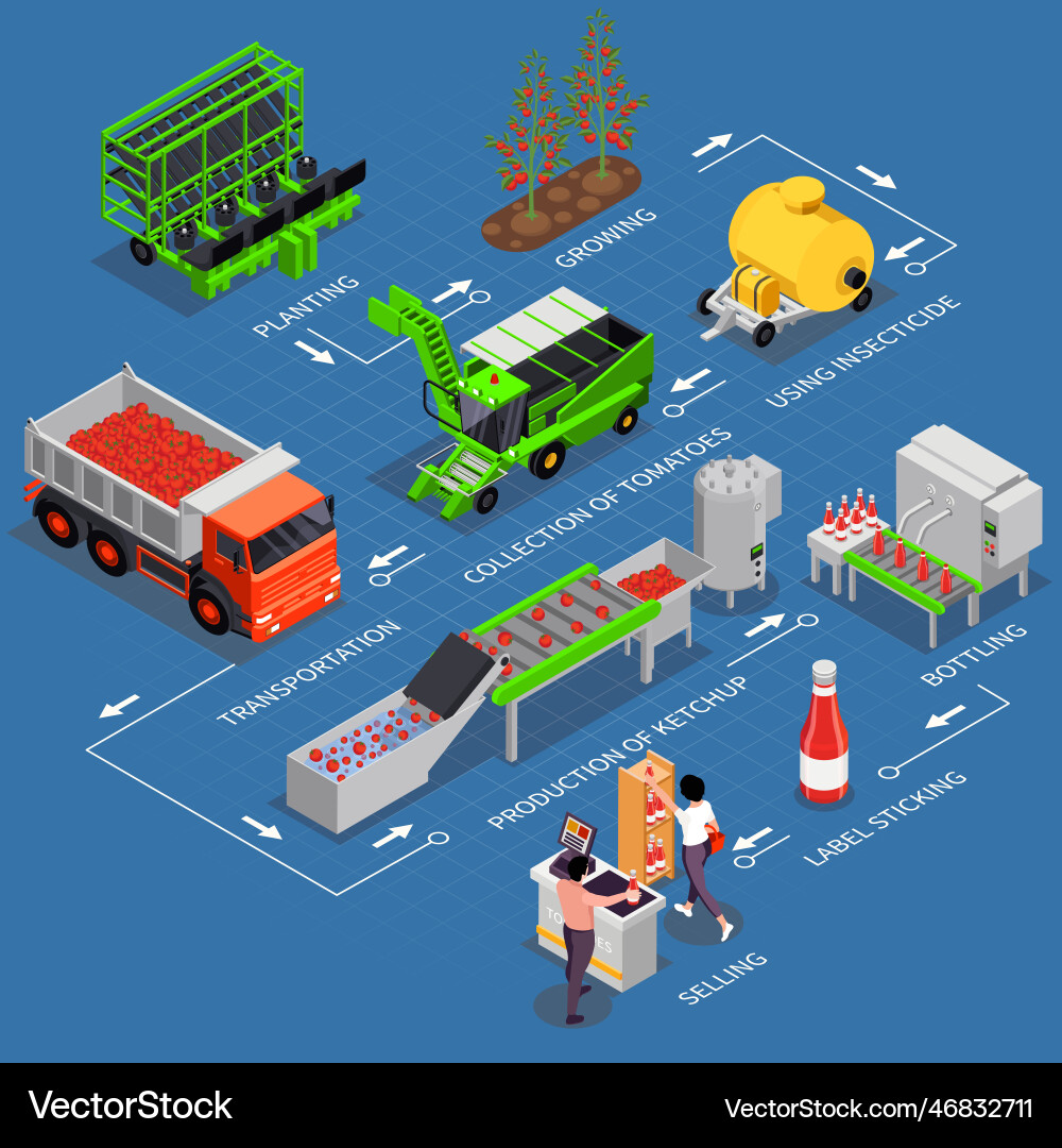 Tomatoes production diagram infographics Vector Image