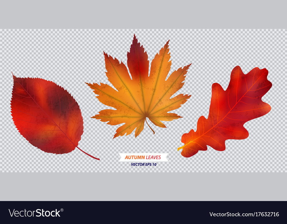 Set of autumn leaf isolated Royalty Free Vector Image