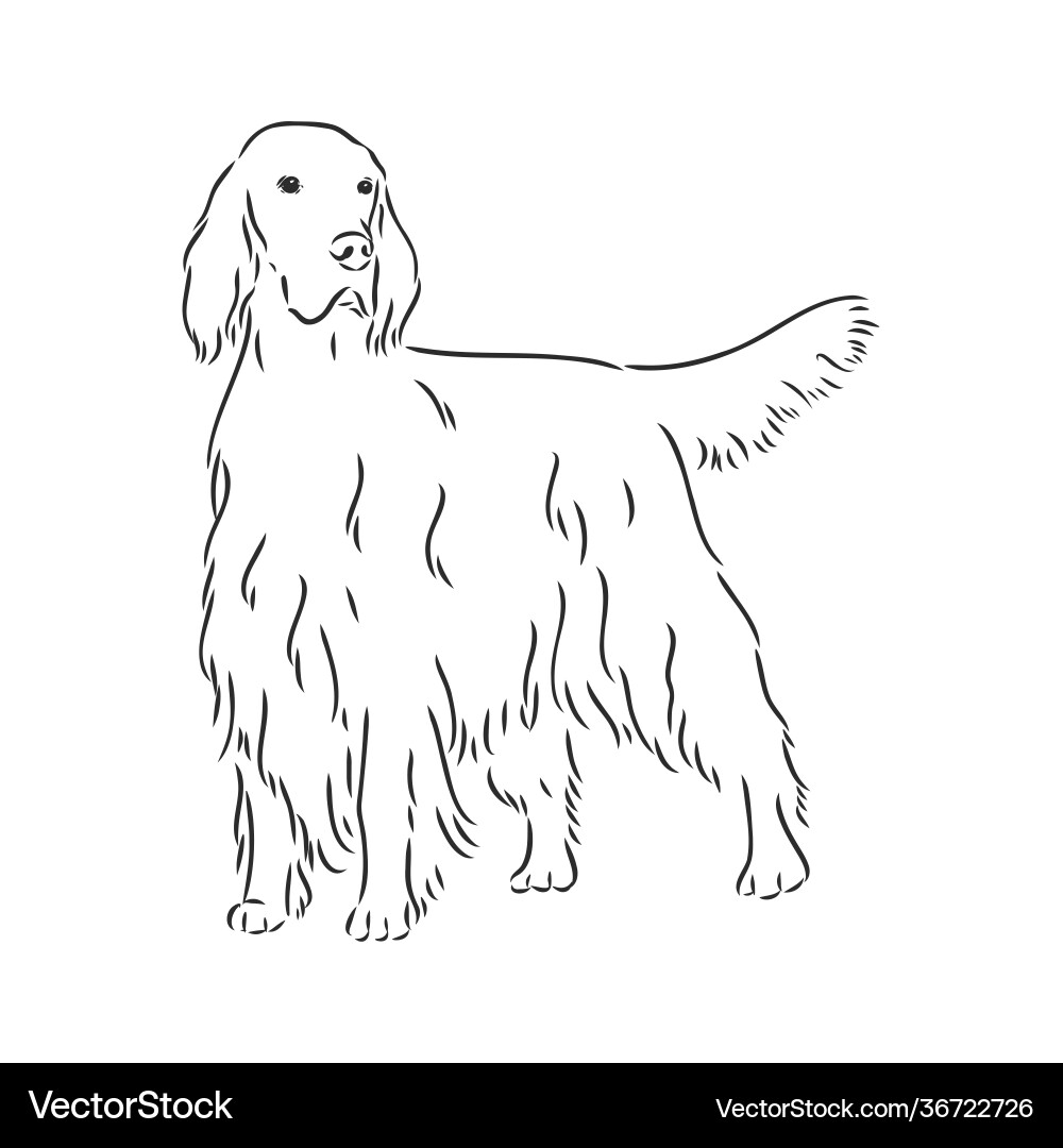 Dog hand drawn english setter isolated Royalty Free Vector