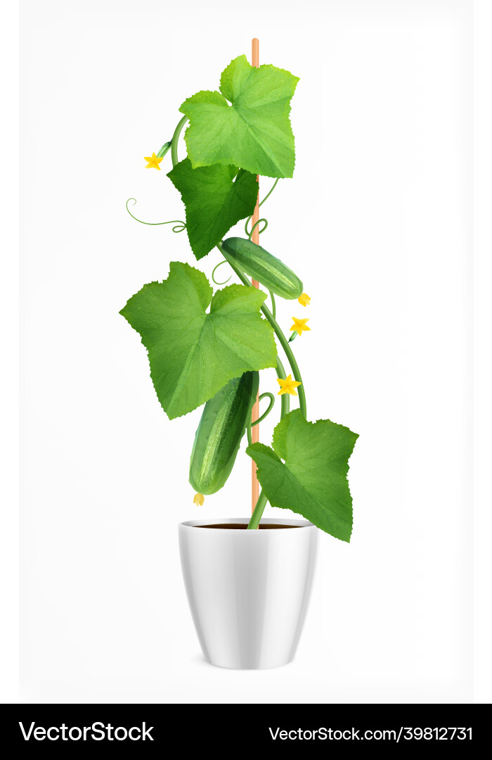 Cucumber plant Royalty Free Vector Image - VectorStock
