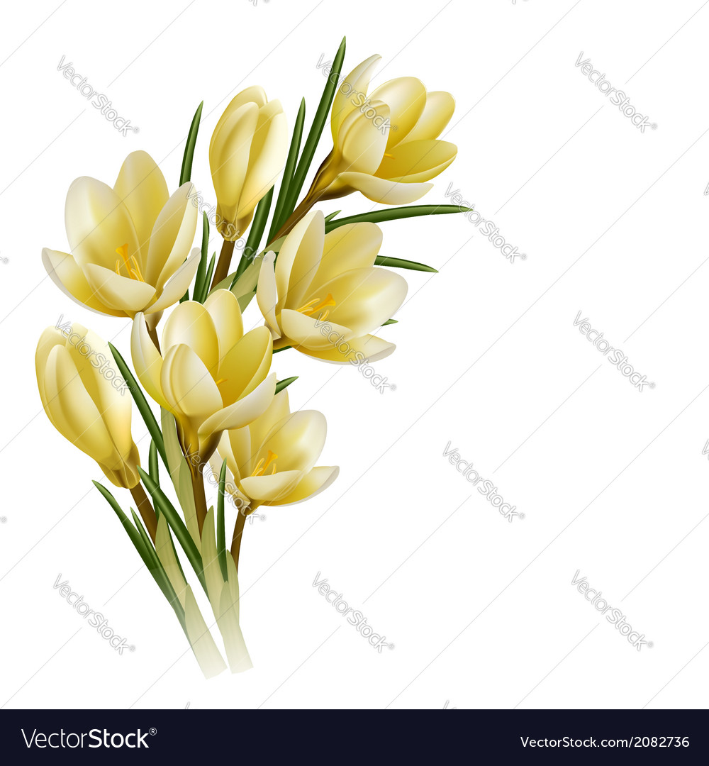Crocus flowers Royalty Free Vector Image - VectorStock