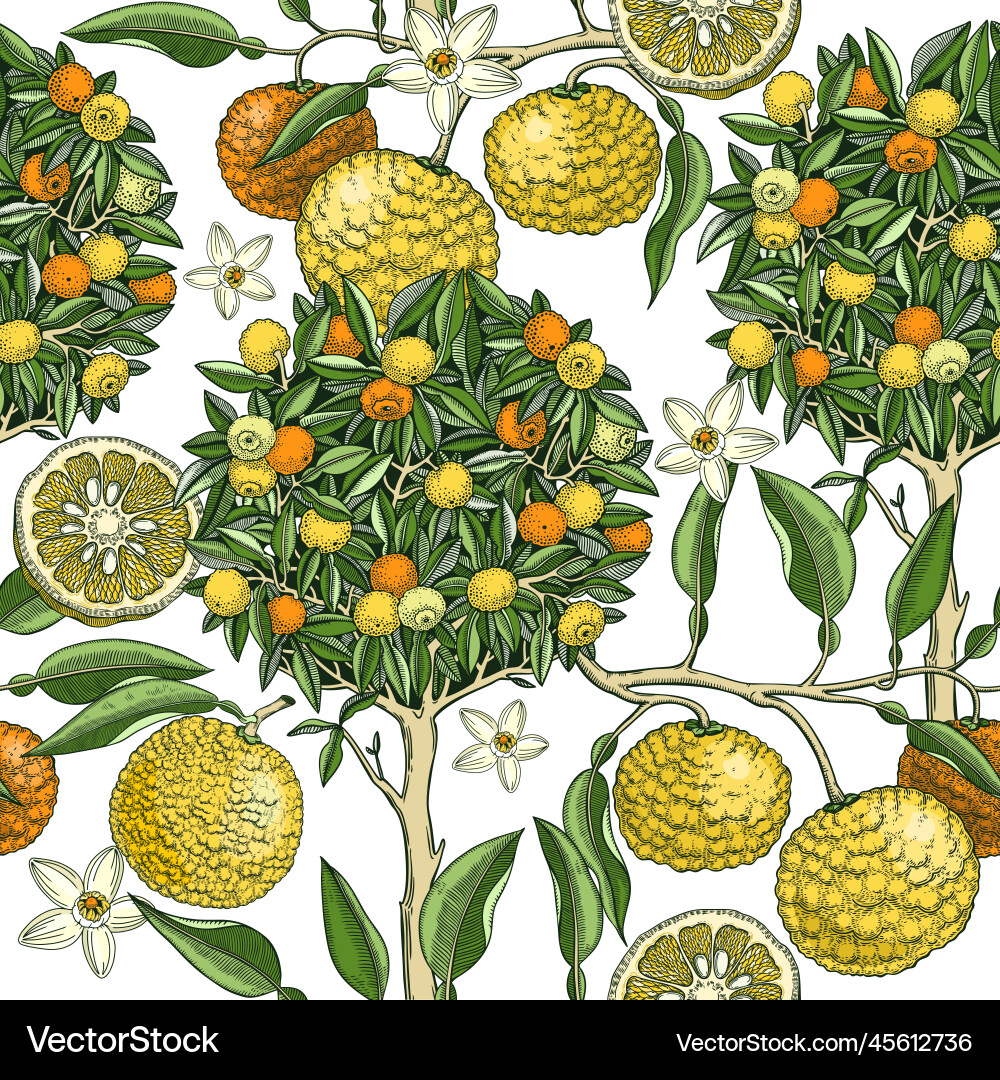 Hand-drawn yuzu tree background design in color Vector Image