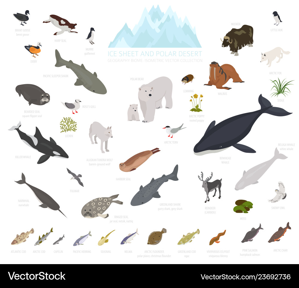 Ice sheet and polar desert biome isometric 3d Vector Image