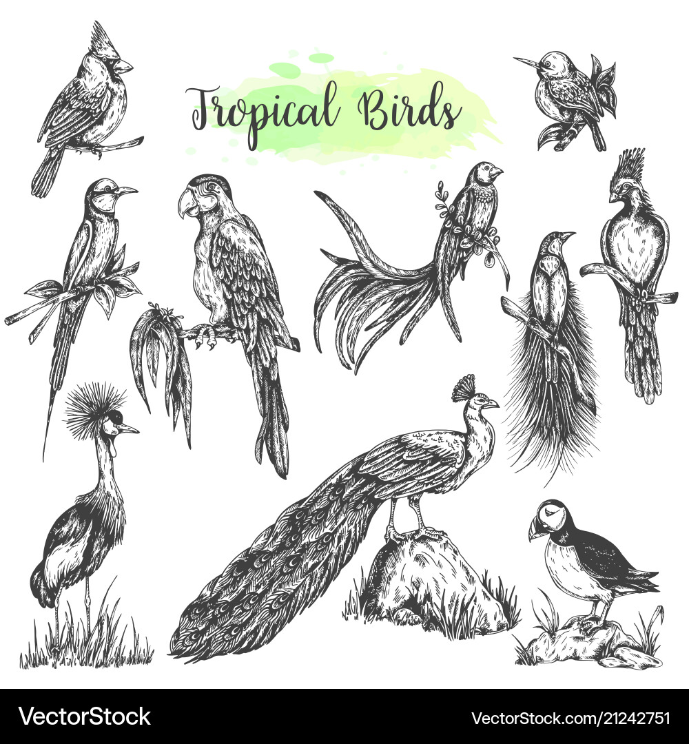 Exotic tropical birds hand drawn parrot Royalty Free Vector