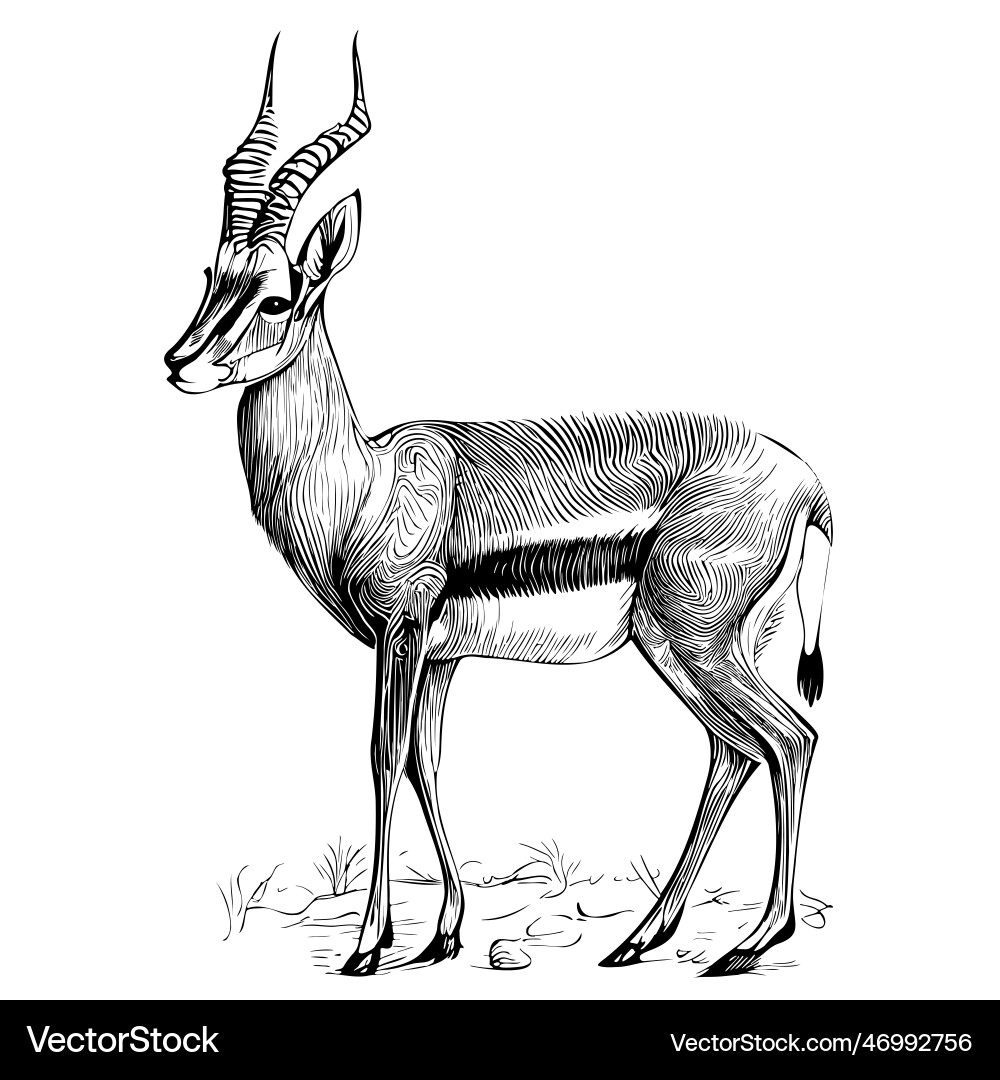 Antelope sketch hand drawn in doodle style Vector Image