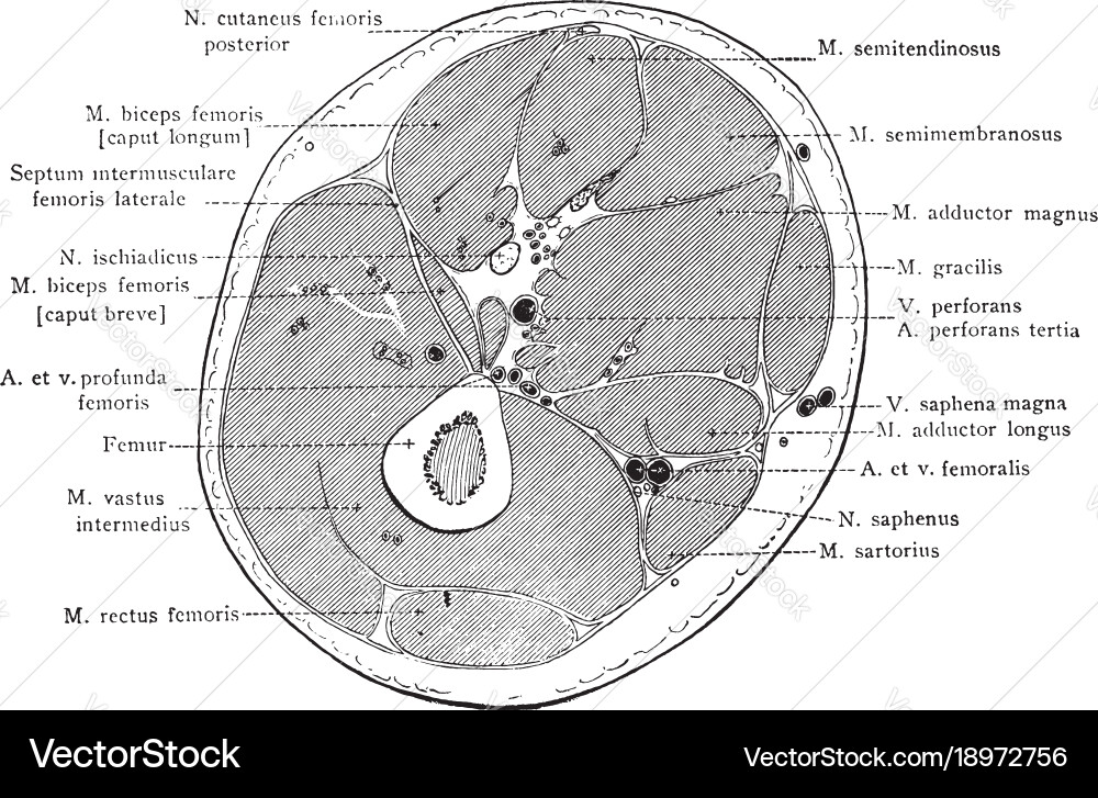 Left Thigh Cross Section