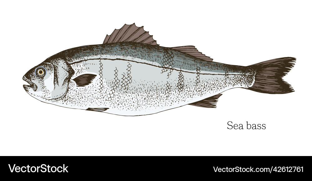 Sea bass fish hand drawn realistic Royalty Free Vector Image