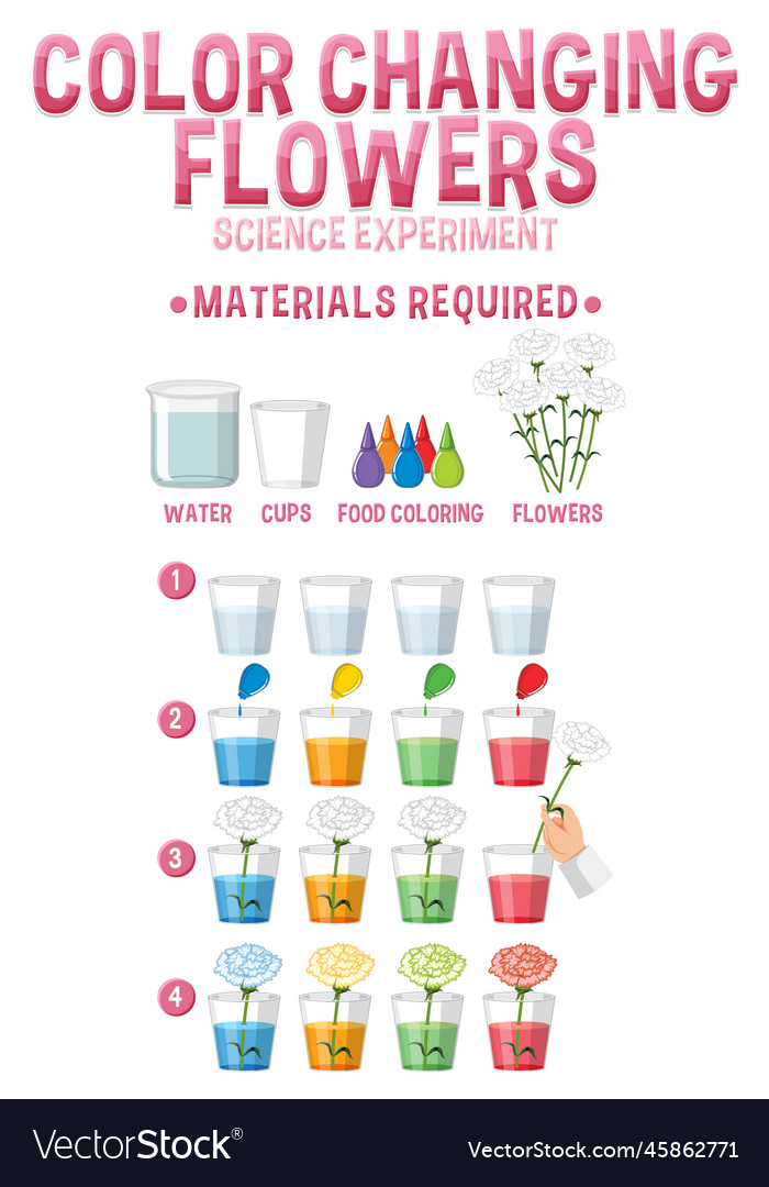Color changing flowers science experiment Vector Image