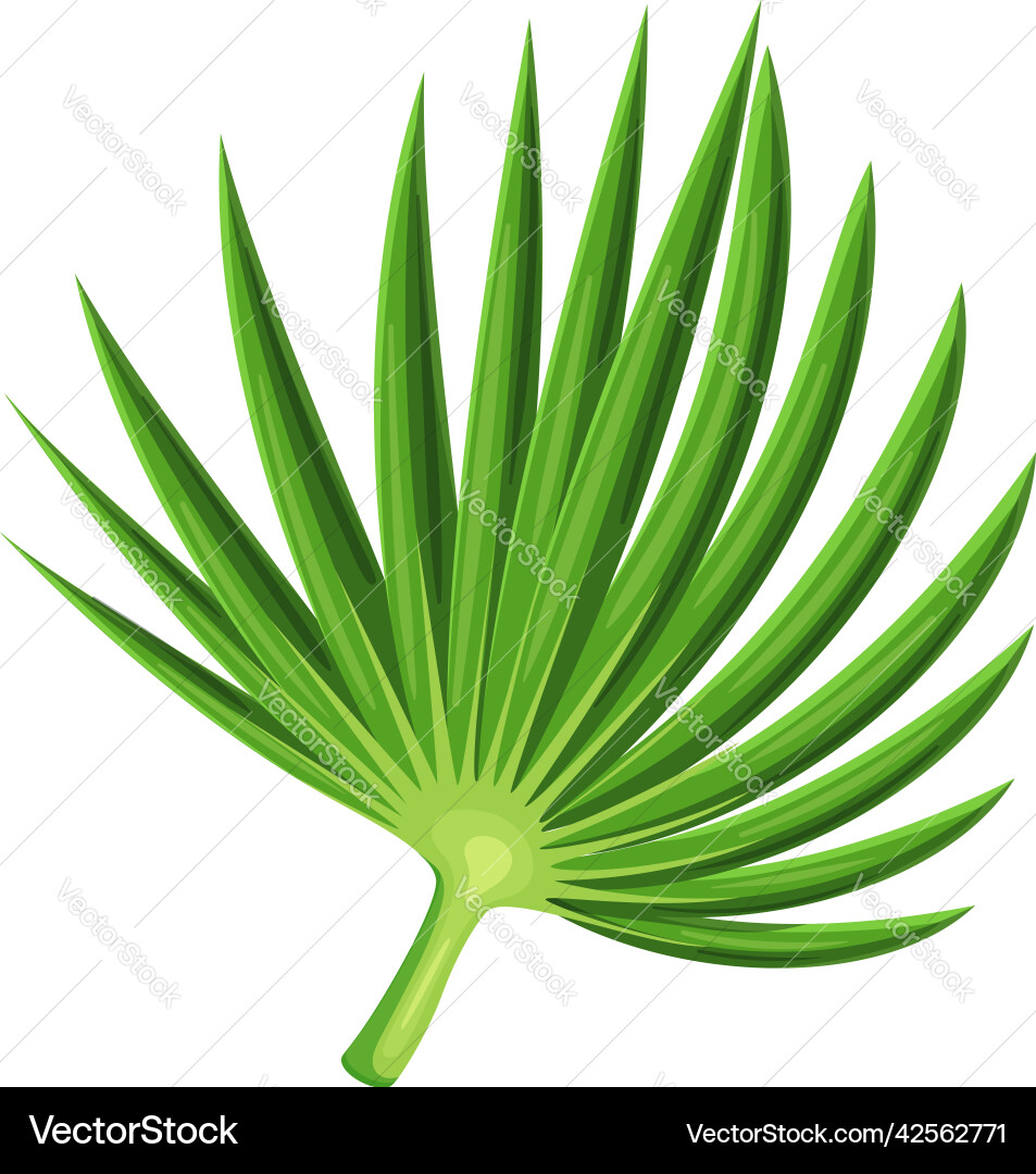 Green palm leaf Royalty Free Vector Image - VectorStock