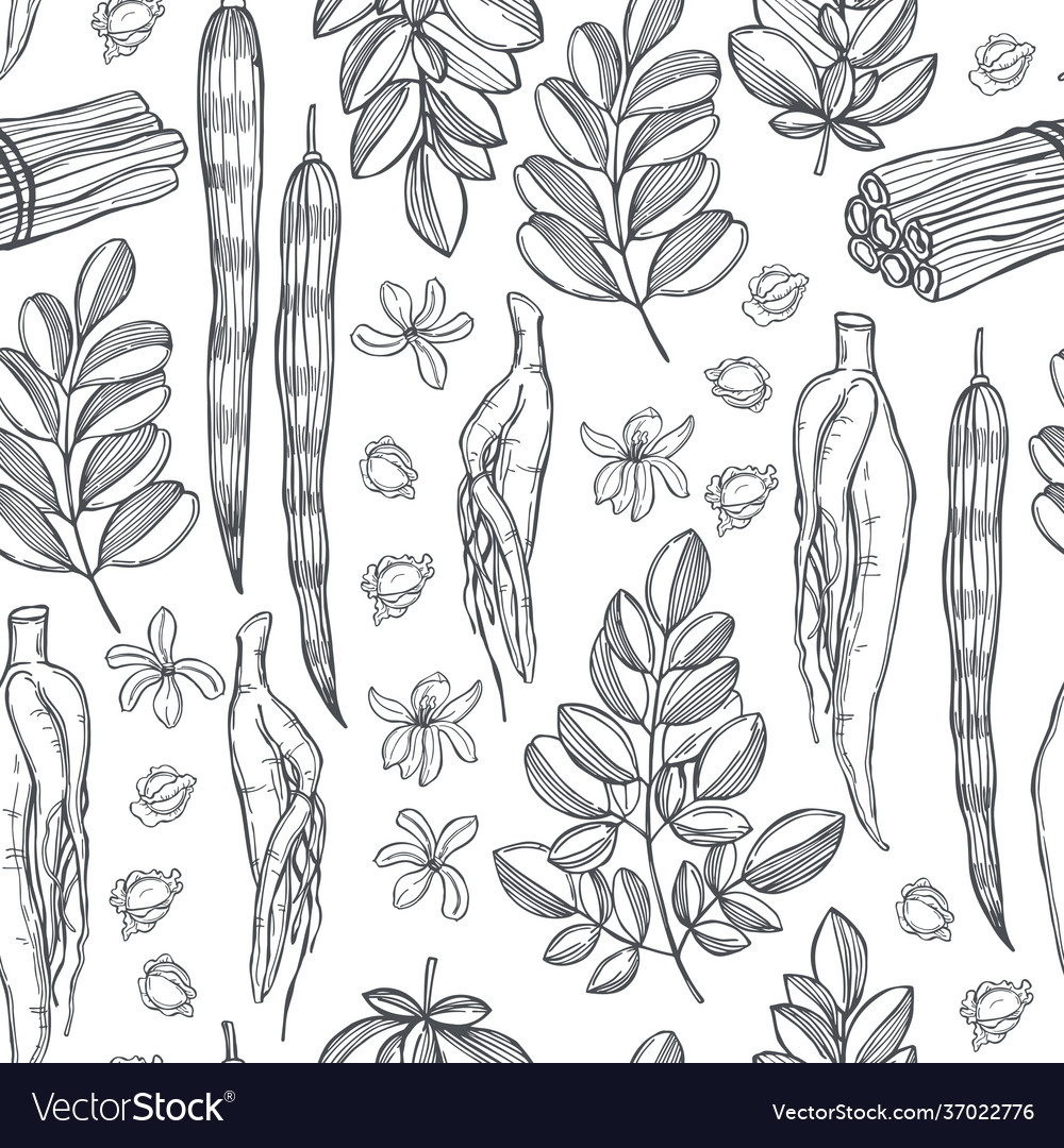 Moringa oleifera pattern Royalty Free Vector Image