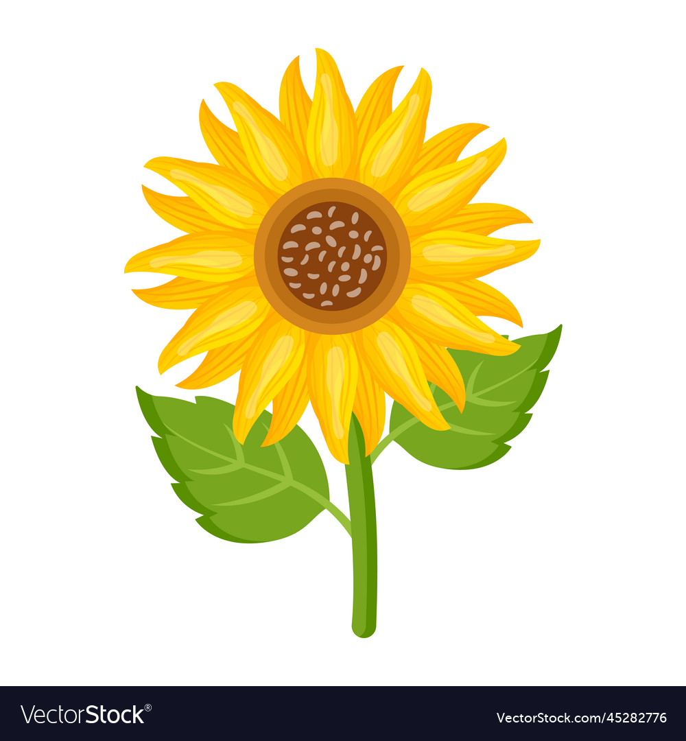 Sunflower Royalty Free Vector Image - VectorStock