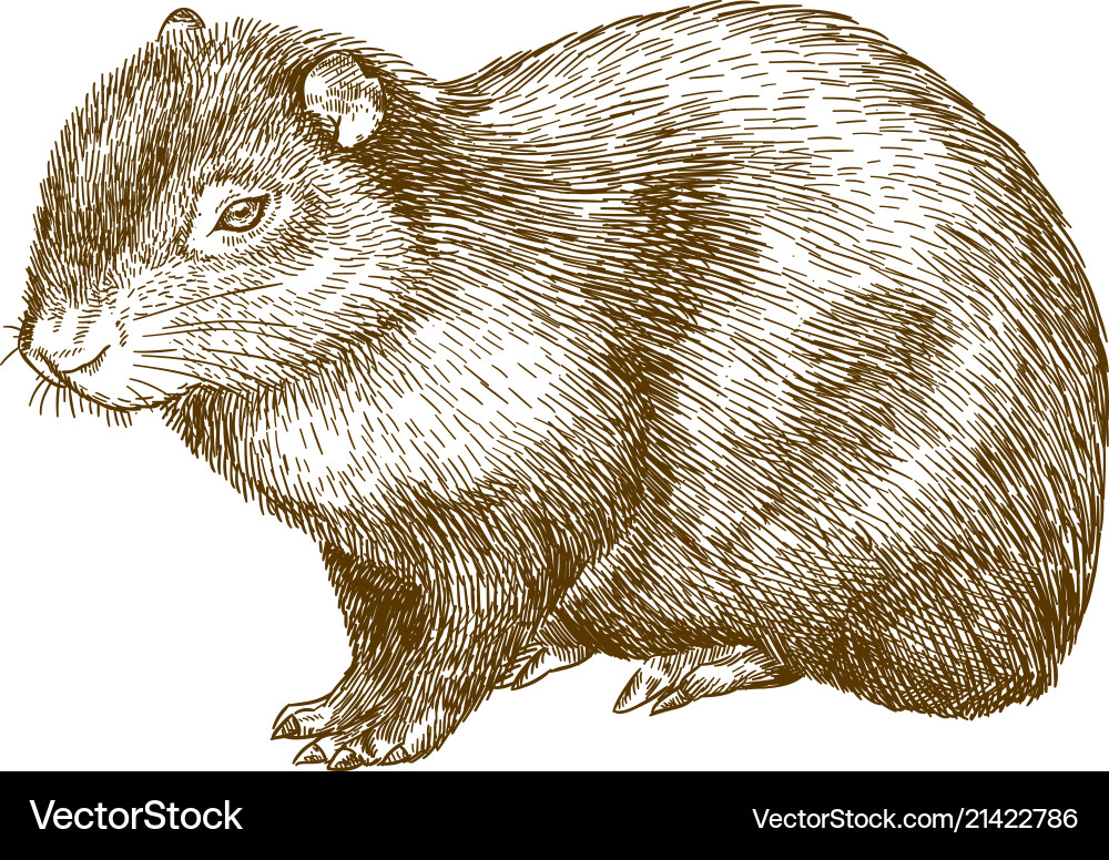 Engraving drawing common agouti or sereque Vector Image