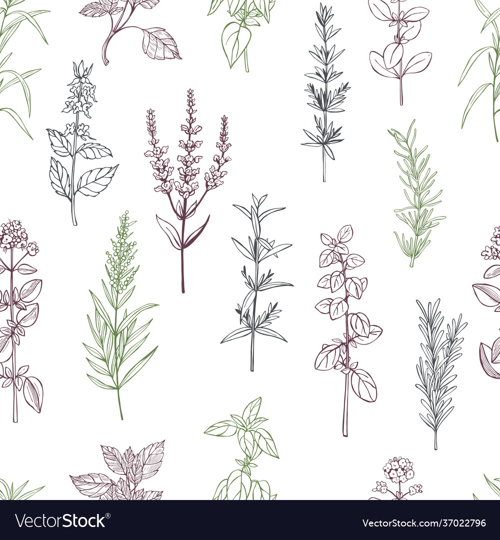 Spicy herbs pattern Royalty Free Vector Image - VectorStock