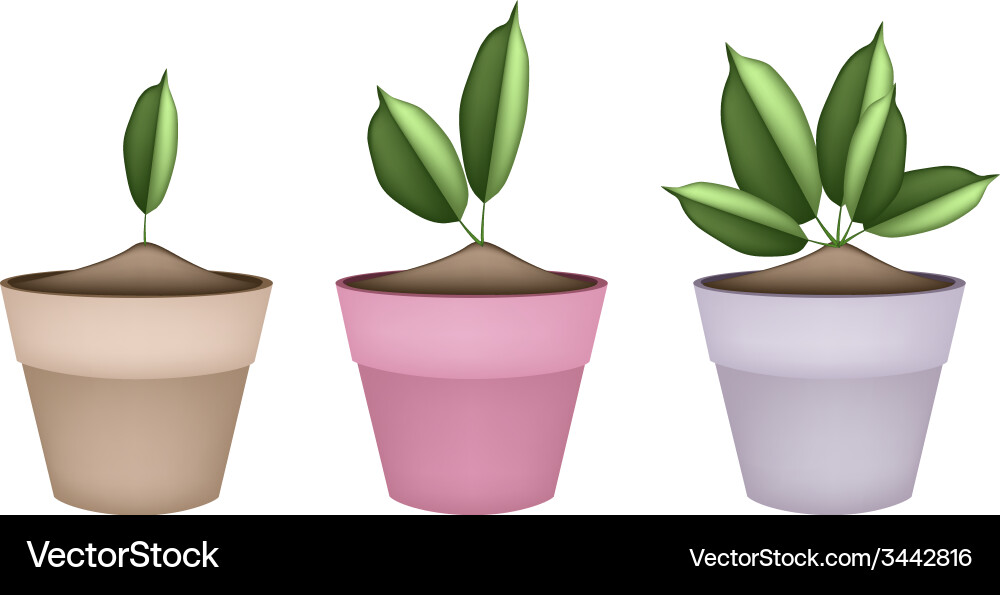 Beautiful green trees in ceramic flower pots Vector Image