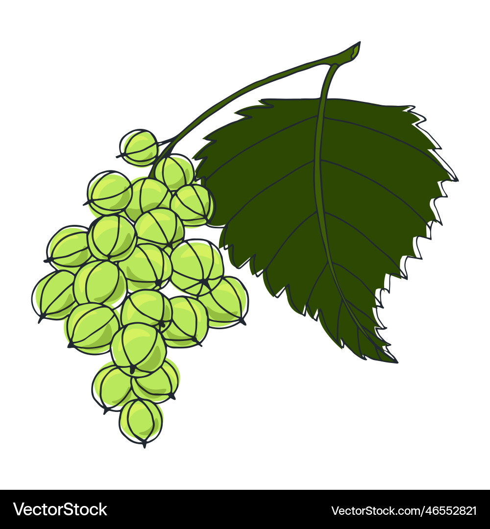 Gooseberry with a leaf Royalty Free Vector Image
