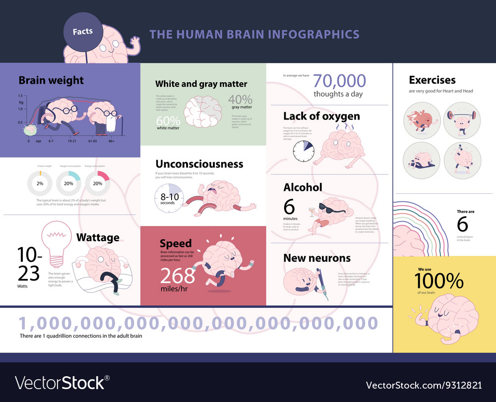 Human brain infographics Royalty Free Vector Image