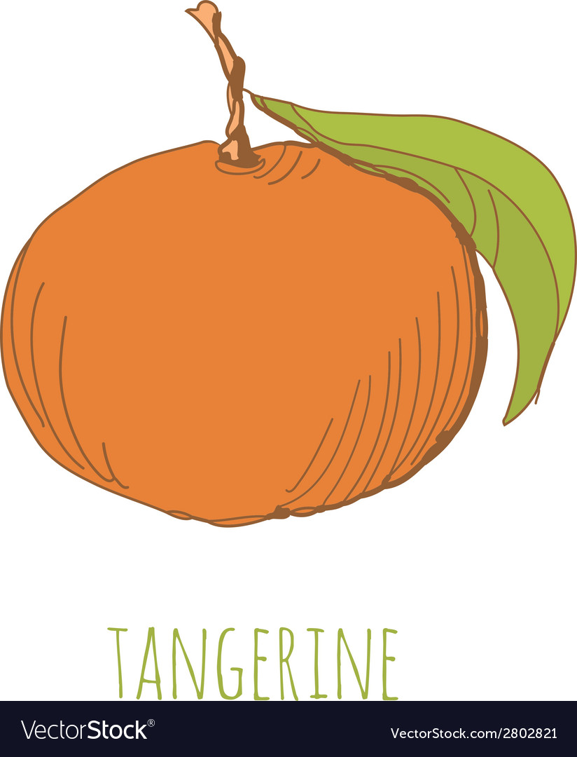 Tangerine Royalty Free Vector Image - VectorStock