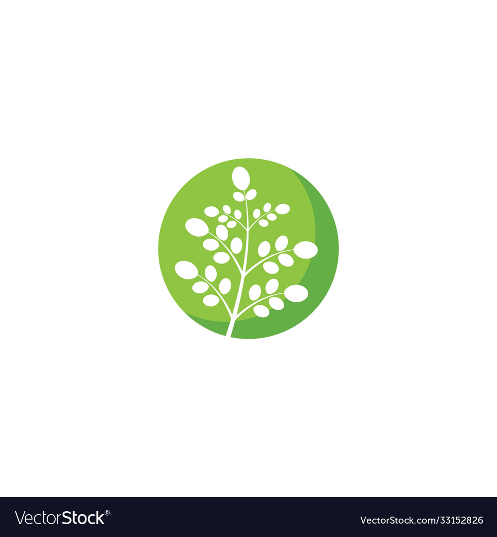 Moringa leaf Royalty Free Vector Image - VectorStock