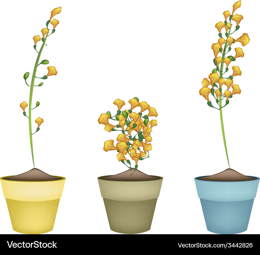 Yellow padauk flower in ceramic pots Royalty Free Vector