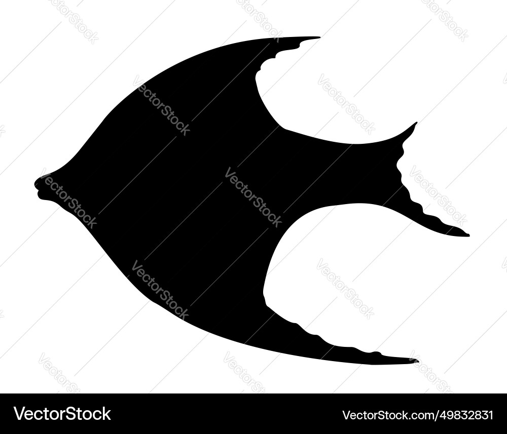 Angelfish silhouette of fish Royalty Free Vector Image