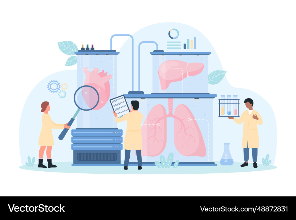 Bioartificial human organ for transplantation Vector Image