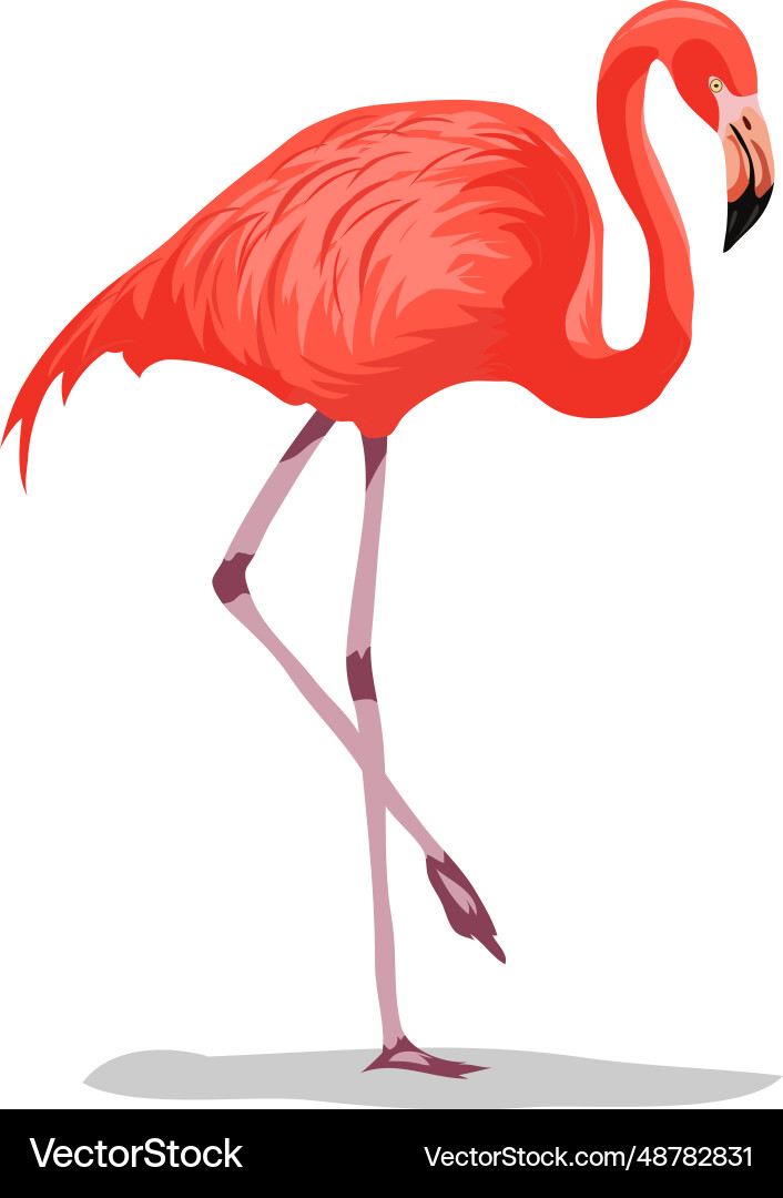 Image of flamingo bird Royalty Free Vector Image