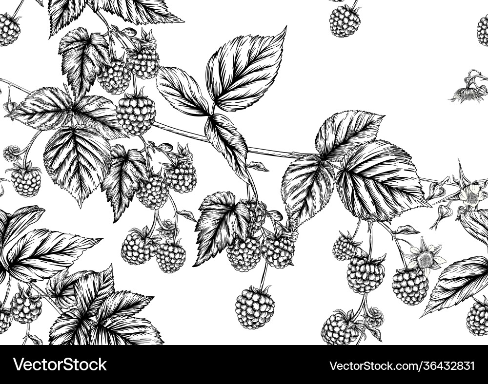Raspberry or blackberry ripe berries on branch Vector Image
