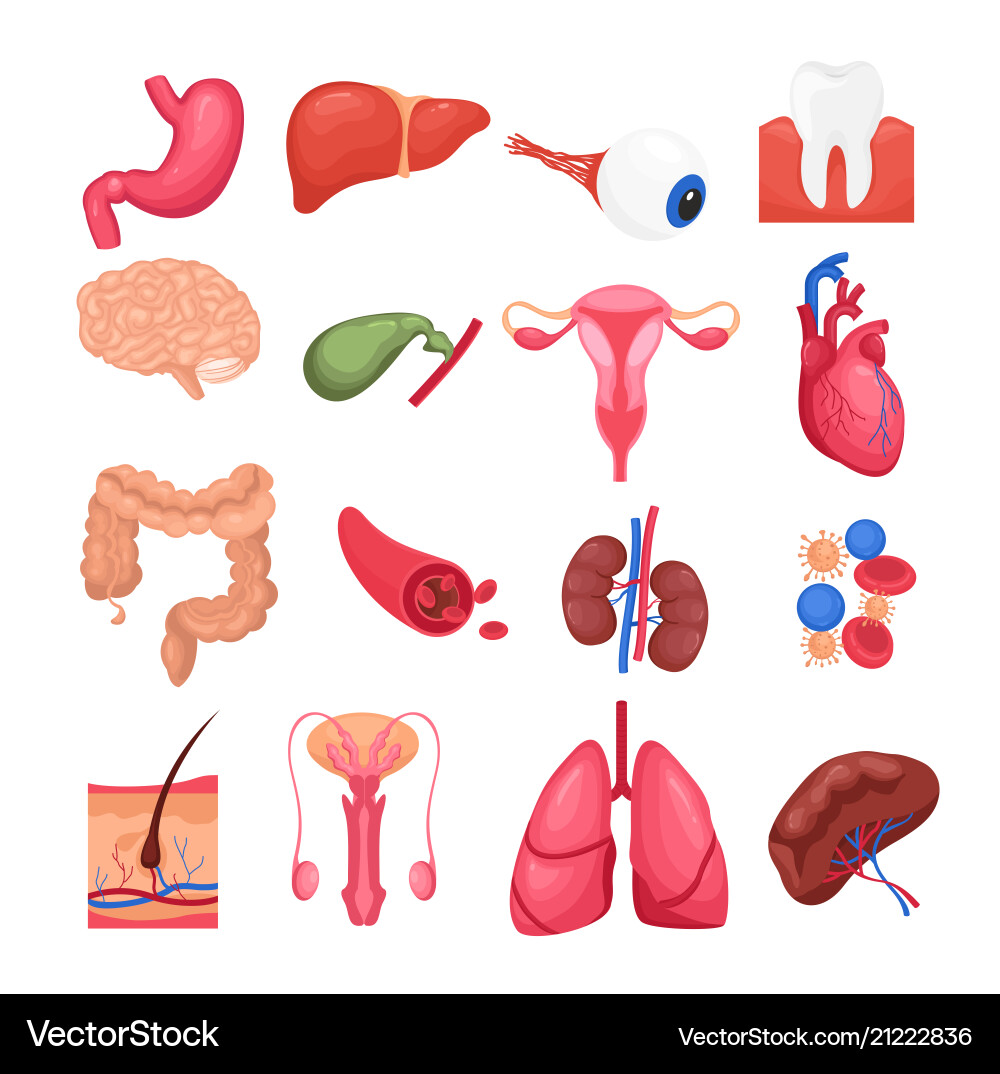 Colorful set of human organs Royalty Free Vector Image