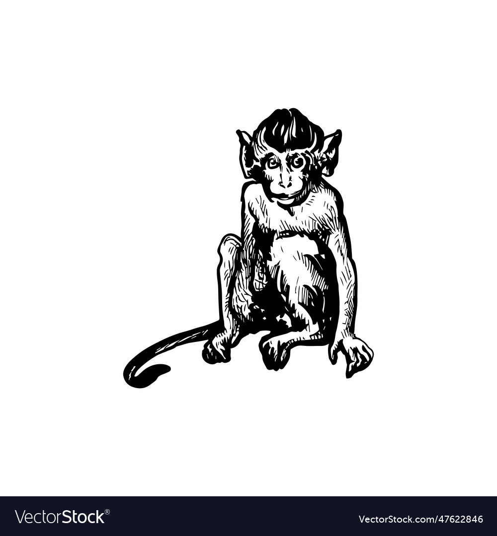 Handdrawn monkey monkey drawing Royalty Free Vector Image