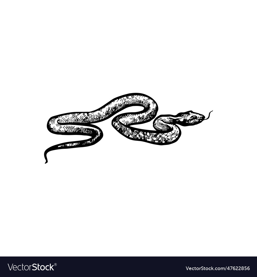 Handdrawn snake snake drawing Royalty Free Vector Image