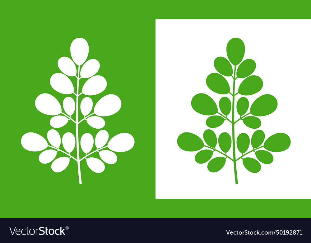 Moringa Royalty Free Vector Image - VectorStock